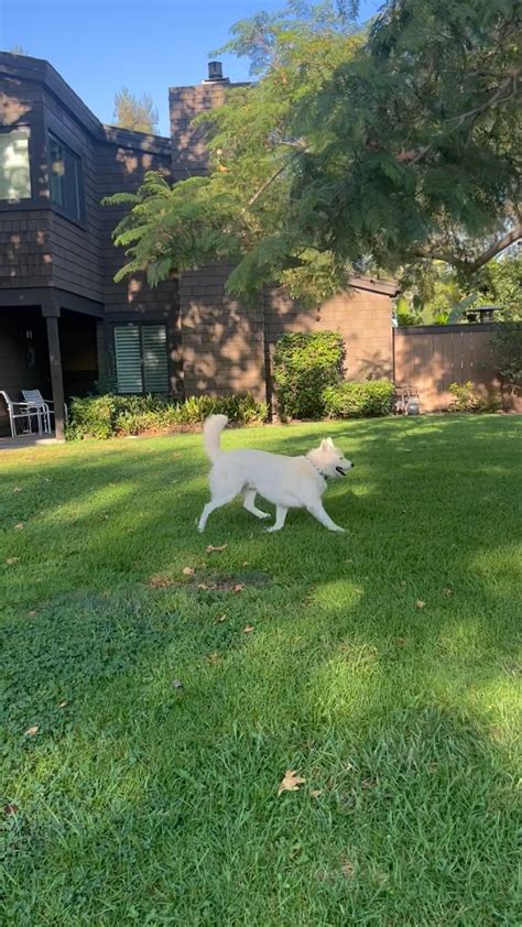 Im Still Prancing And Im Still So Grateful To Be Yourhappycoach