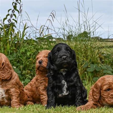 Photos Around Jandaz Jandaz Cockapoos