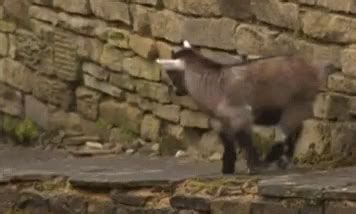 Goat Excited  Goat Excited Happy Discover And Share S