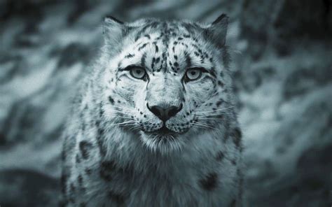 万玛才旦遗作！入围威尼斯电影节《雪豹》首支预告，“要是我死了，你就吃了我” 乌鸦预告片 乌鸦预告片 哔哩哔哩视频