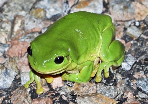 Green Frogs