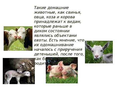 Дикие и домашние животные 1 класс