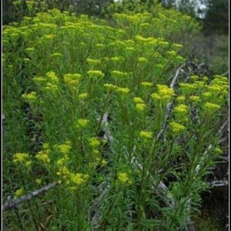 Washington State Noxious Weed Control Board
