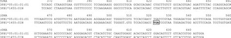 nucleotide sequence alignment of exon 3 of hla‐dpb1 1455 01n with the