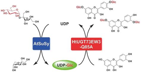 一种黄酮糖基转移酶、突变体及其应用
