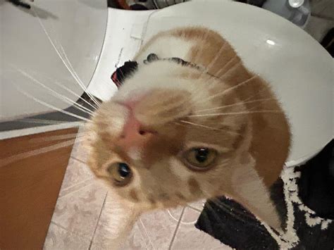 Absolutely Clueless R Oneorangebraincell