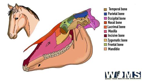 Buffalo Skull Images Anatomy And Cultural Significance Woms