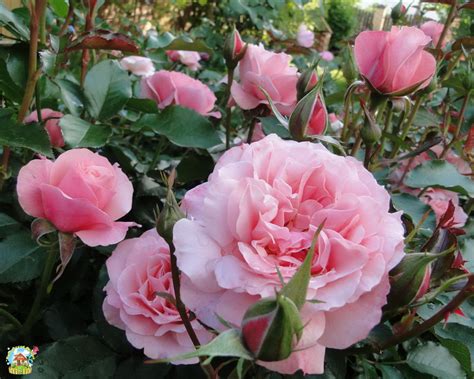 Боттичелли Энгельсский плодопитомник Покровский дворик