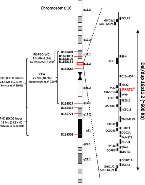 Schematic Representation Of Chromosome 16 Showing The Overlapping Loci