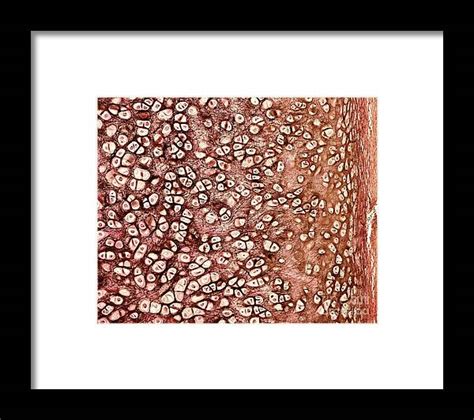 Elastic Cartilage Drawing Elastic Cartilage 2 Framed Print By Science