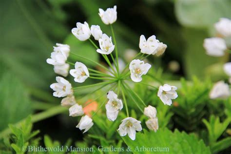 Alliumcowanii Blithewold