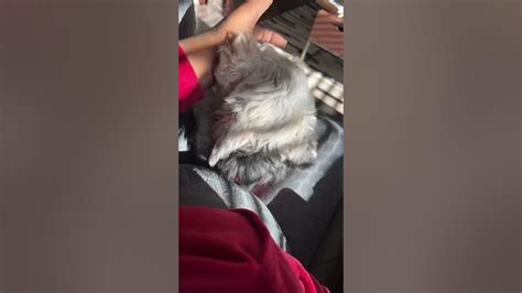 Shortsvideo Youtube Shortsvideo Youtube