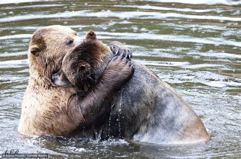 ФОТО “Амьтдын хөгжилтэй гэрэл зураг” тэмцээний ШИЛДЭГ БҮТЭЭЛҮҮД
