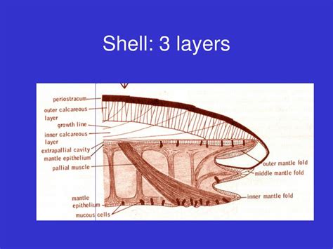 Ppt Phylum Mollusca Powerpoint Presentation Free Download Id 1067124
