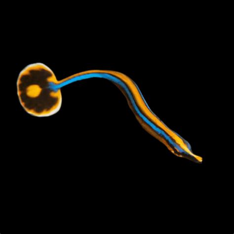 Dwarf Red And Blue Pipe Fish Doryichthys Deokhatoides Sims Tropical