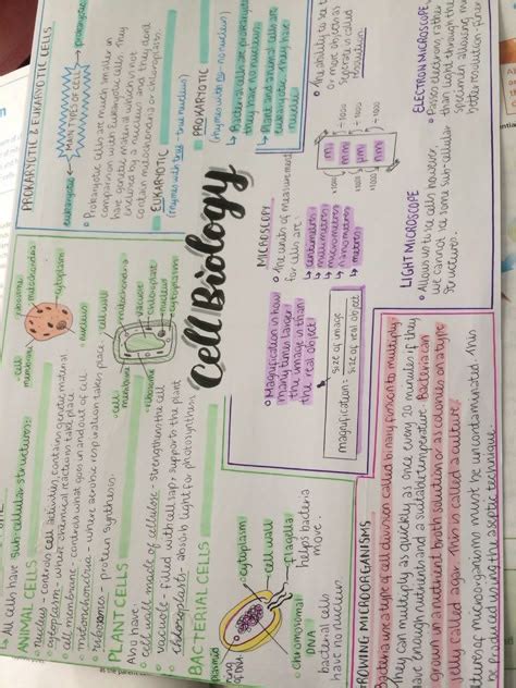 Biology One Pager