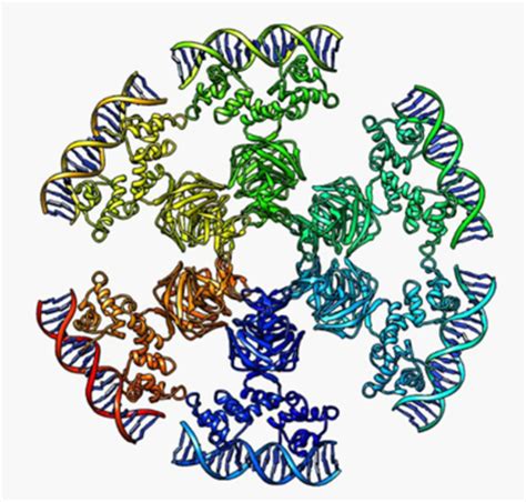 Synthetic Phage Therapy Faculty Of Sciences Engineering And