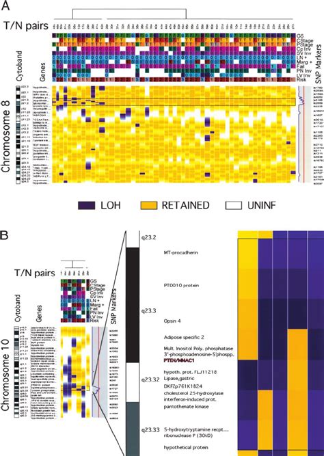 Snp Array Based Loh Maps For 8p21 And 10q23 A Automated Detection And