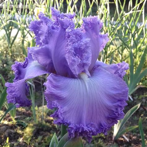 Super Model Ирисы Цветы Ирен