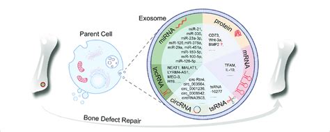Schematic Of Exosomal Cargos Mirna Lncrna Circrna Tsrna Mrna And