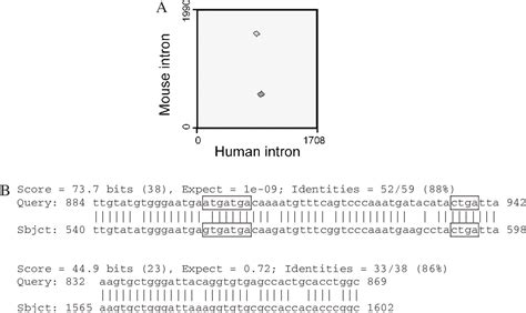 Figure 1 From Computer Identification Of Snorna Genes Using A Mammalian Orthologous Intron