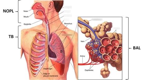 Respiratory Pathophysiology Diagram Quizlet