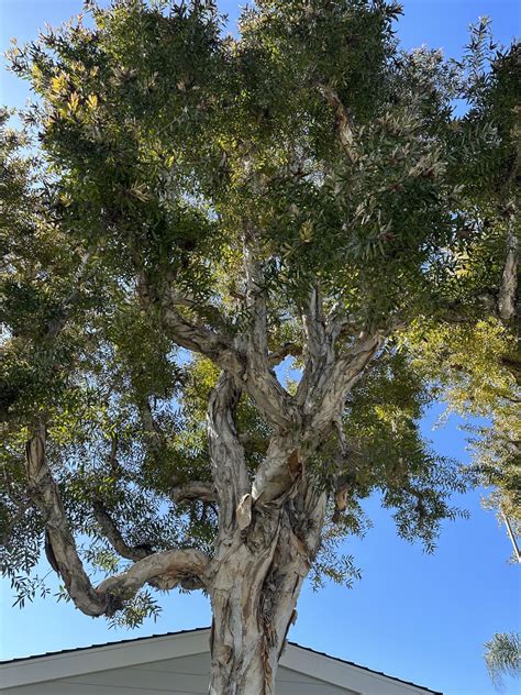 Tree Causing Issue To Home Foundation Rlandscaping