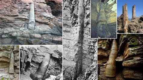 FOSSILIZED TREES CUT THROUGH MILLIONS OF YEARS OF ROCK LAYERS Evolution Is A Myth