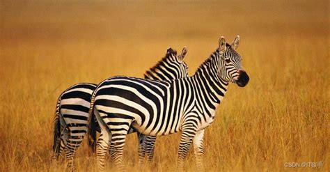 Cec2017斑马优化算法（zebra Optimization Algorithm，zoa）求解cec2017（提供matlab代码