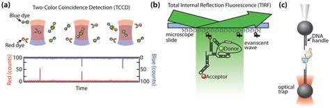 Single Molecule Approaches To Telomerase Research A Two Color