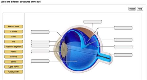 Label The Different Structures Of The Eye Reset Help Macula Lutea