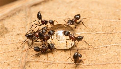 5 House Ants That Bite [one Of Them Makes Your Skin Burn]