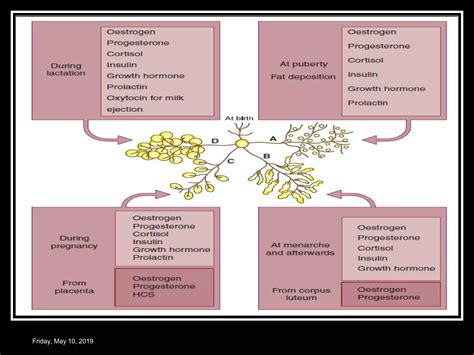 Physiology Of Lactation Ppt