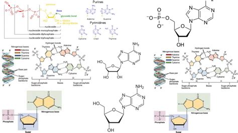Nucleotides And Nucleosides Definition Structure Function Types Biology Notes Online