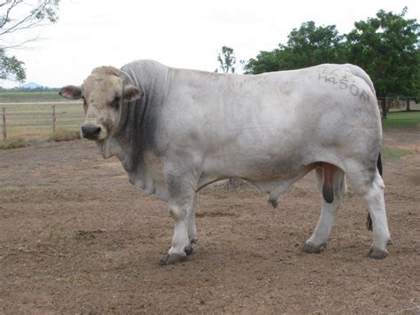 Romagnola Cattle