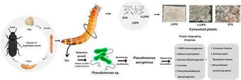 Ifthikhar Zaman On Linkedin Biodegradation Of Polyethylene And Polystyrene By Zophobas Atratus