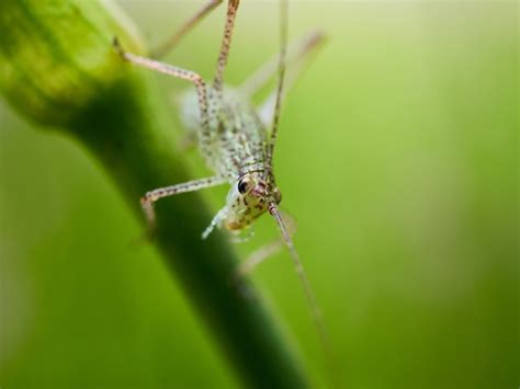 Premium Photo A Little Green Grasshopper