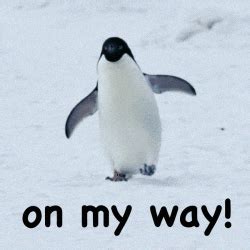 Penguin Animated Gif