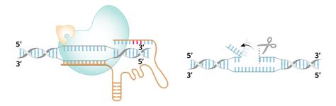 Infographic How Prime Editing Works The Scientist