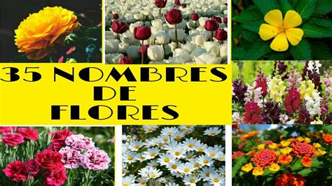 Tipos De Flores Y Sus Nombres Joguar