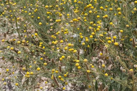 Tripleurospermum Disciforme · Inaturalist