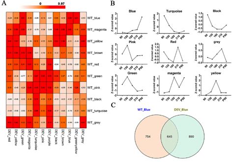 module correlation analysis between wt and dev transcriptomes
