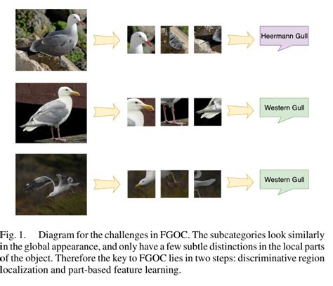 Bidirectional Attention Recognition Model For Fine Grained Object
