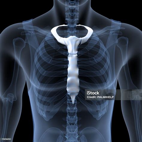 남성 인간의 골격 갈비뼈 흉골 부식질 및 요추 진정한 해부학 시스템 3d 일러스트레이션 0명에 대한 스톡 사진 및 기타 이미지 Istock