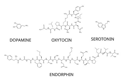 Premium Vector Serotonin Dopamine Oxytocin Endorphins Are Happy Hormones That Promote Positive