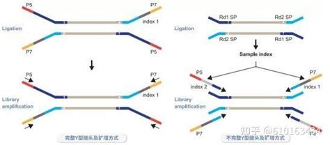 Illumina测序接头类型 知乎