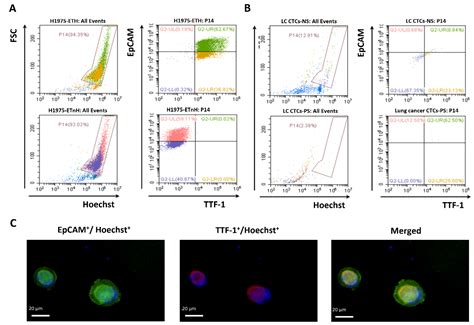 Ijms Free Full Text Circulating Egfr Mutations In Patients With Lung Adenocarcinoma By