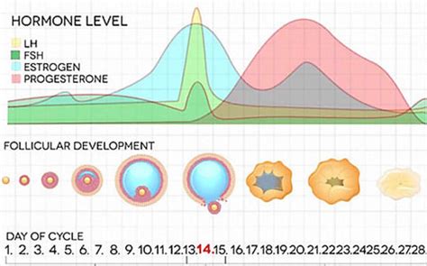 Male Vs Female Hormone Cycle Do Men Have Periods Or Hormone Cycle