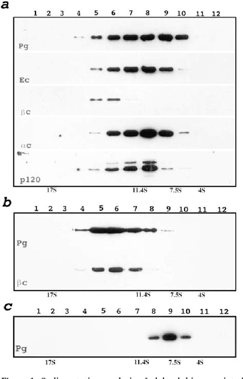 Figure 1 From Adhesive But Not Lateral E Cadherin Complexes Require