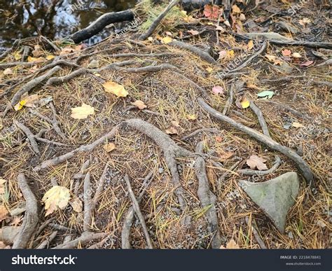 Top Down View Tree Roots Large Stock Photo 2218478841 Shutterstock